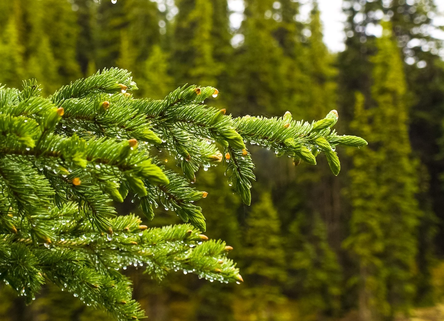 GreenFirst Forest Products Inc. | Lumbering in Chapleau, Ontario